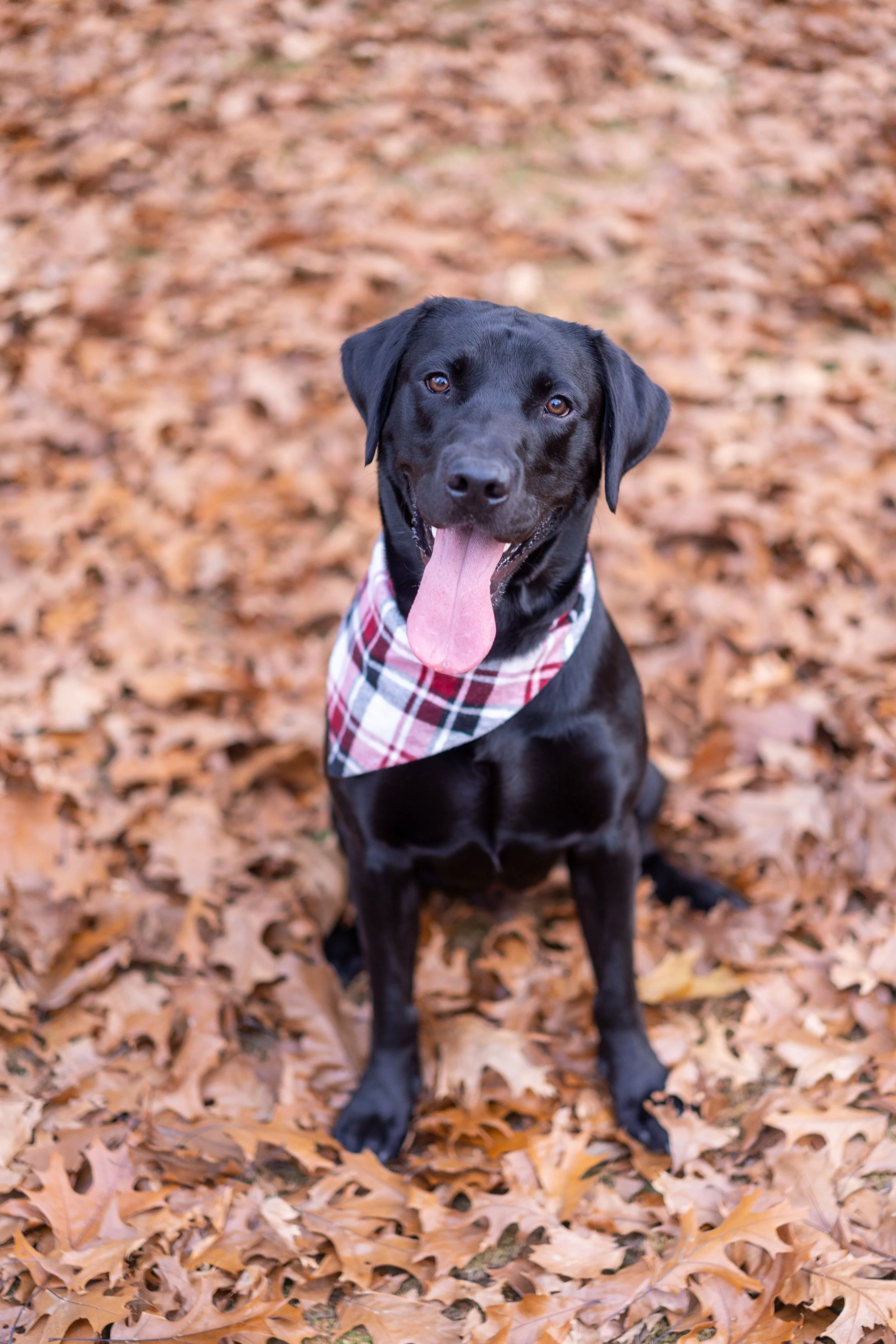 Studs — Dame Dogs Labradors, LLC