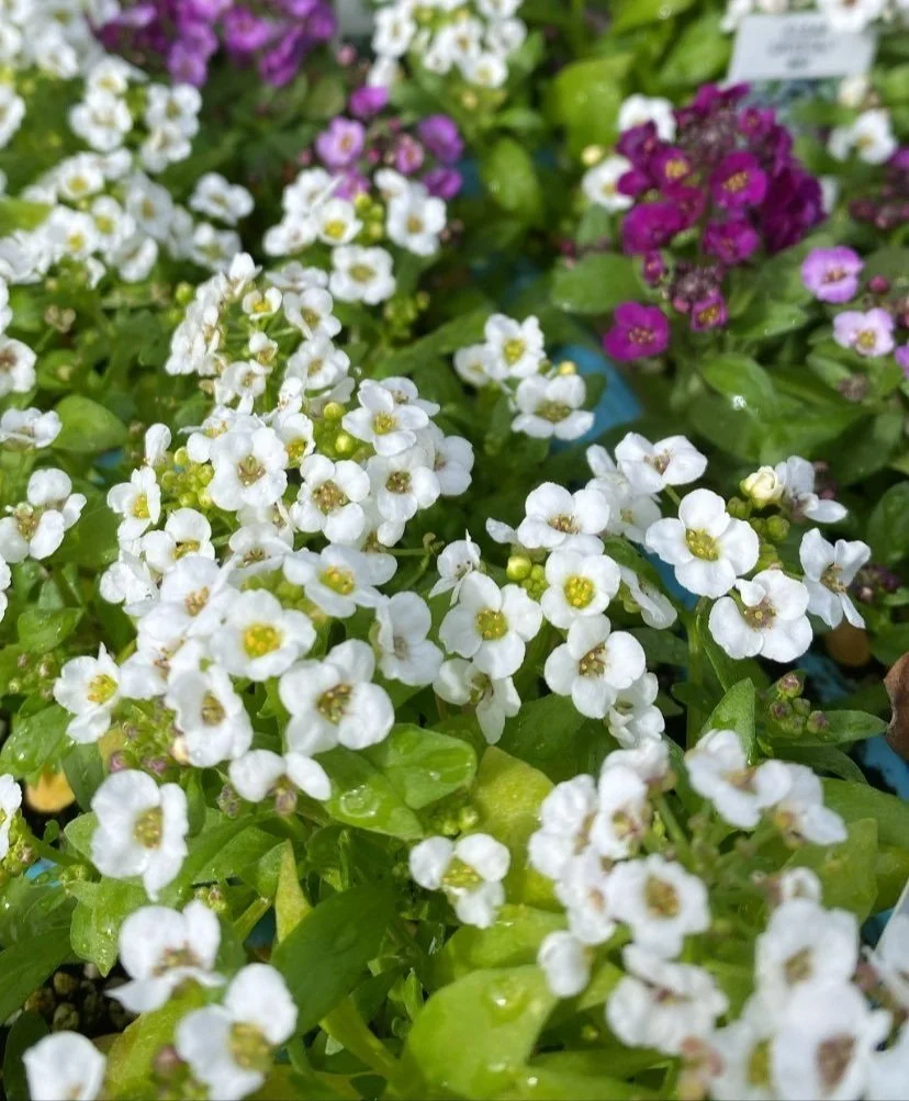 Annuals — Bolles Nursery