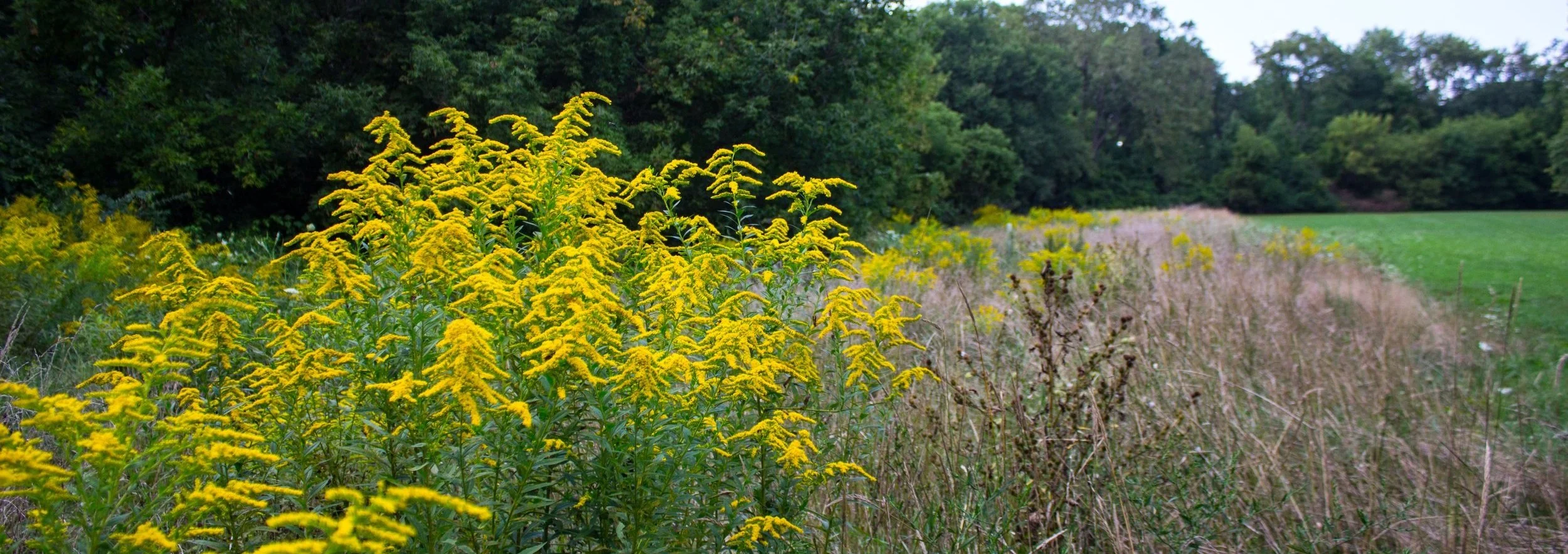 Plan your visit — Eliza Howell Park
