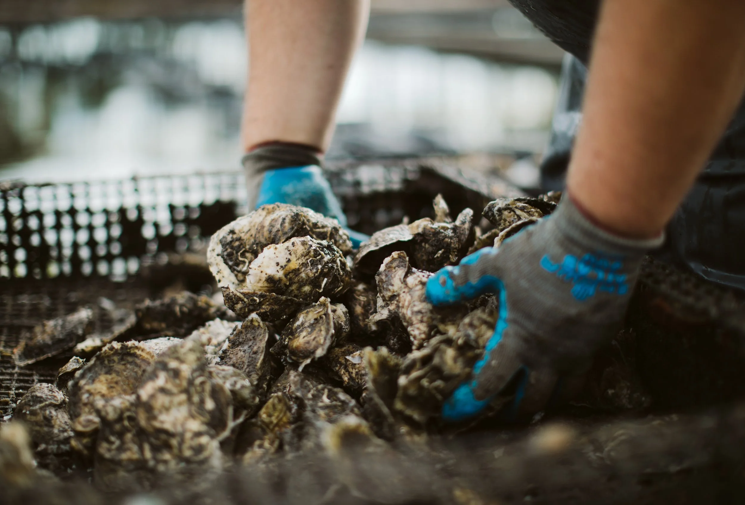Carolina Gold Oyster Company | Oysters & Caviar | Shellfish Cultivation ...