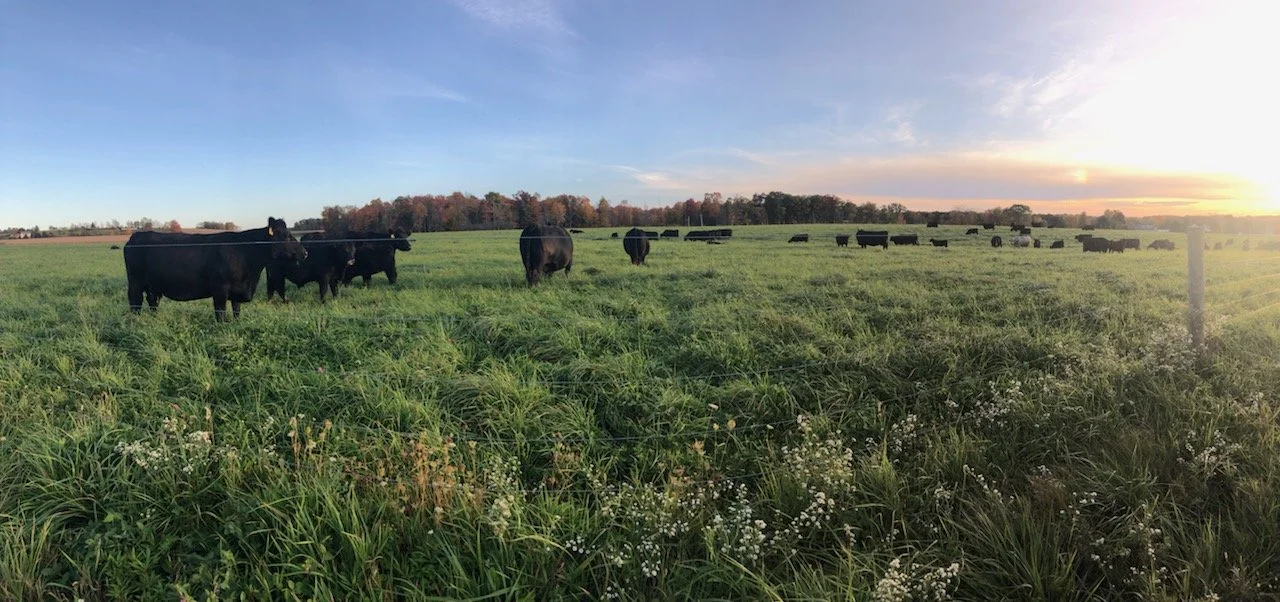 Hunsberger Farms | Local Black Angus Beef | Davidsville, PA