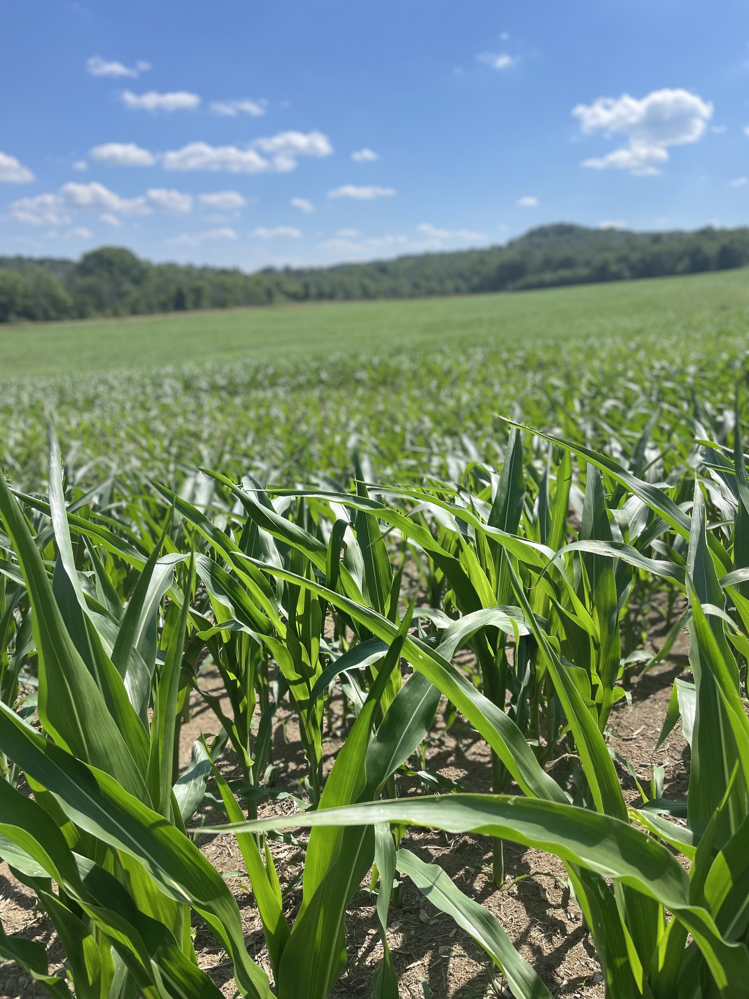 Hunsberger Farms | Local Black Angus Beef | Davidsville, PA