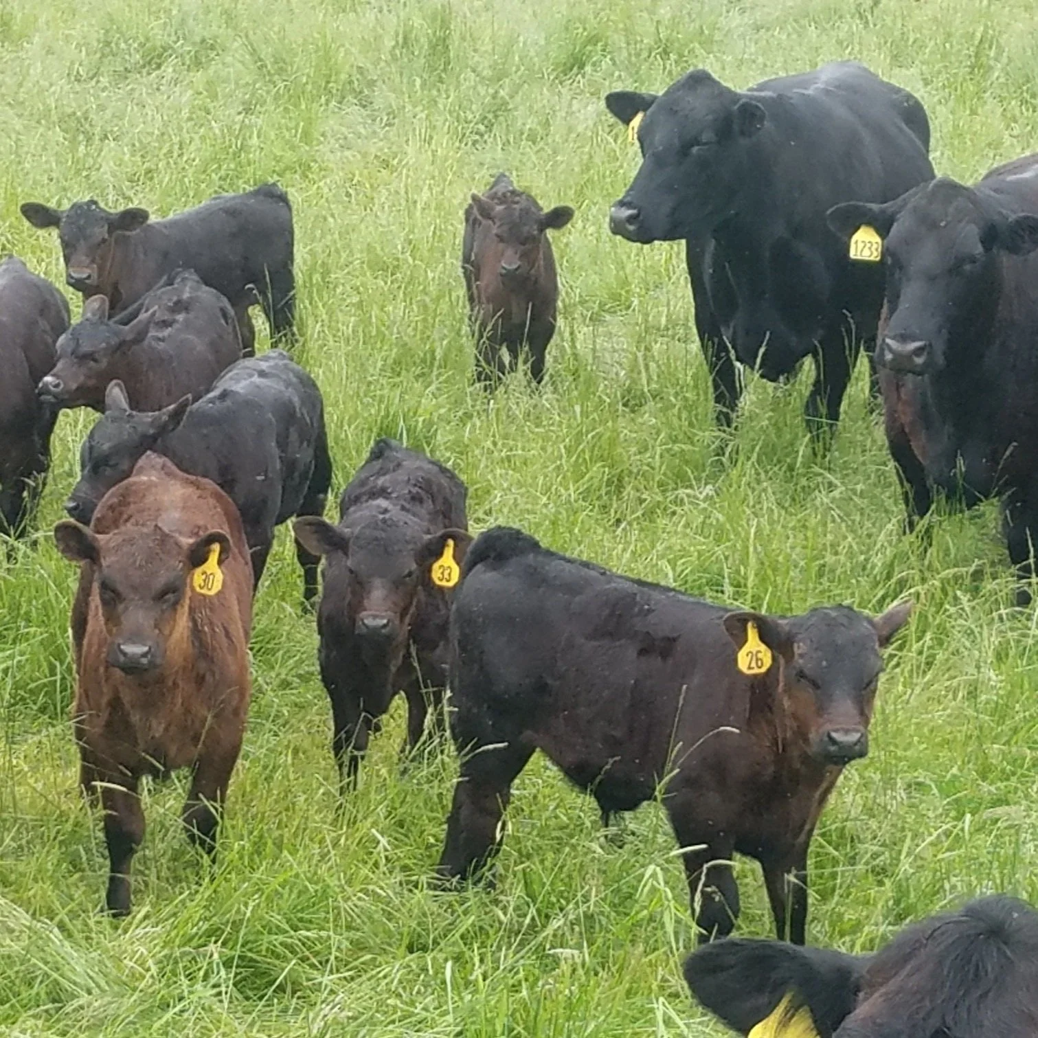 Hunsberger Farms | Local Black Angus Beef | Davidsville, PA