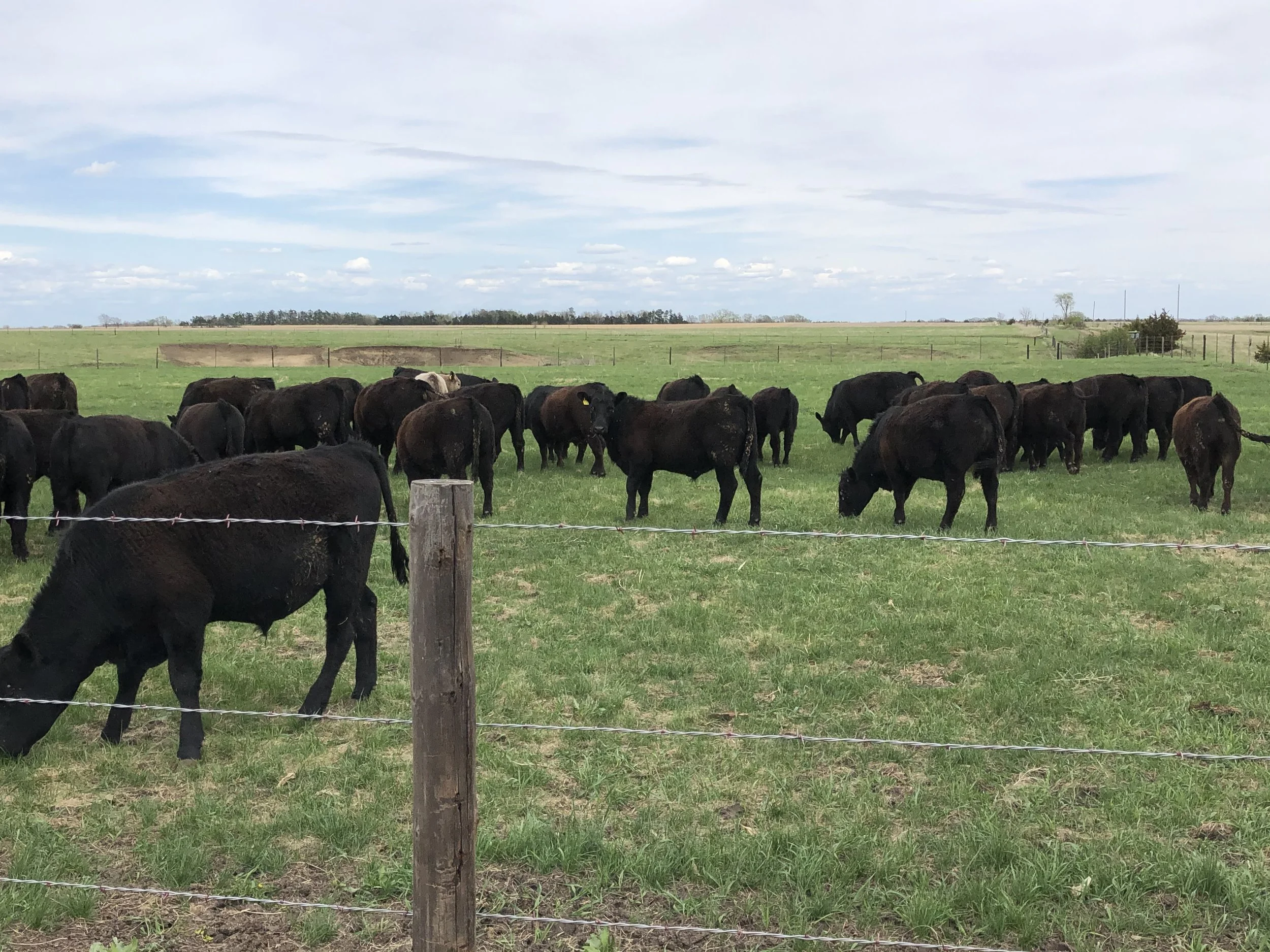 Dakota Prime Meats | Pasture & Grass-Fed Beef | Bonesteel, SD