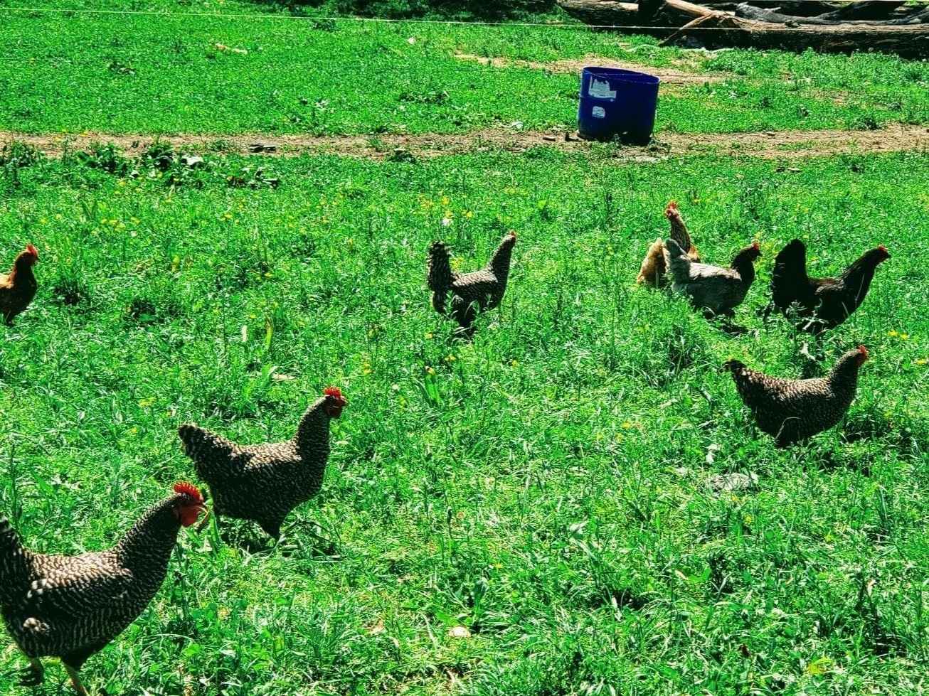 Golden Valley Farms | 100% Grassfed Raw Milk | Pasture Raised Meat ...