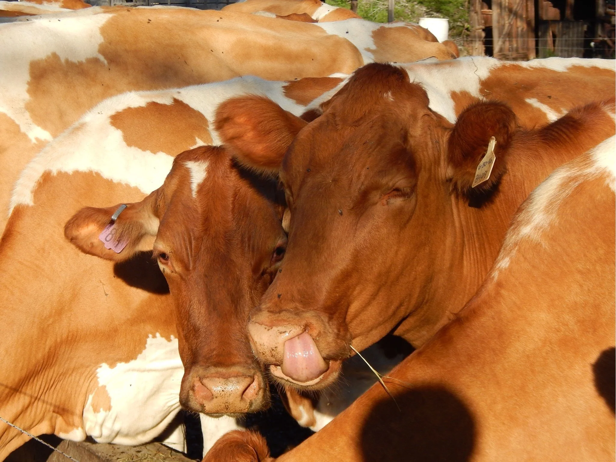 Golden Valley Farms | 100% Grassfed Raw Milk | Pasture Raised Meat ...