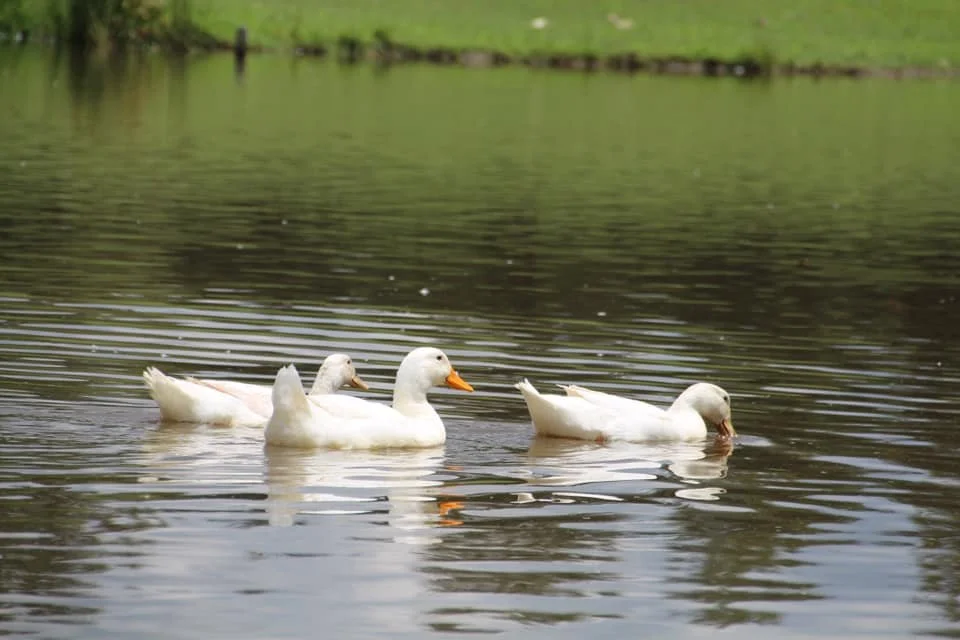 About | Farmville, Virginia | Established 2019 — Golden Valley Farms