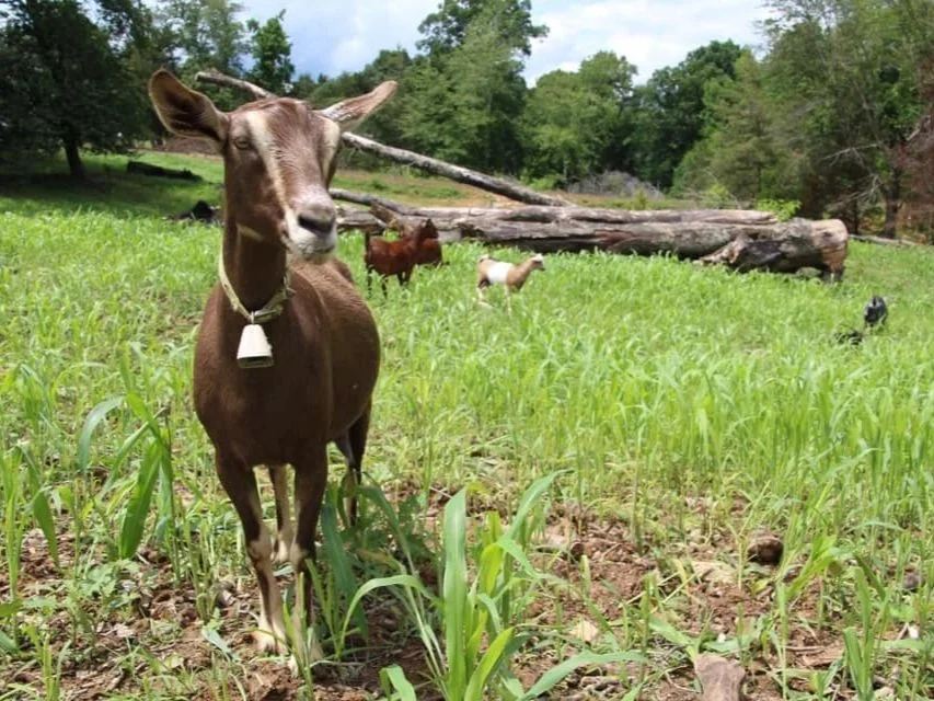 Golden Valley Farms | 100% Grassfed Raw Milk | Pasture Raised Meat ...