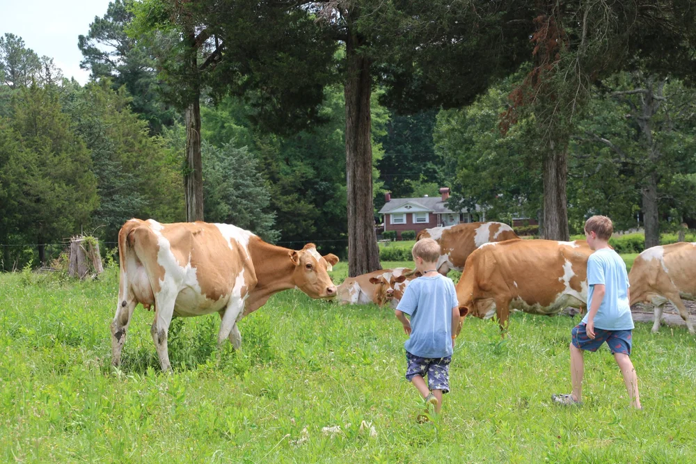 Golden Valley Farms | 100% Grassfed Raw Milk | Pasture Raised Meat ...