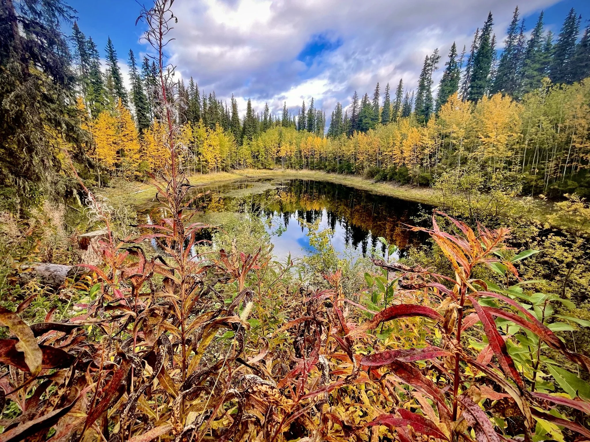 Community Forest Interpretive Trail — Visit Tumbler Ridge
