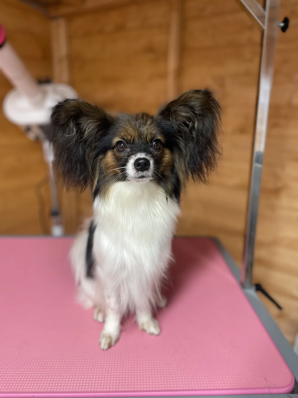 Pet Groomers | Dog Grooming Calne, Wiltshire - The Pet's Butler