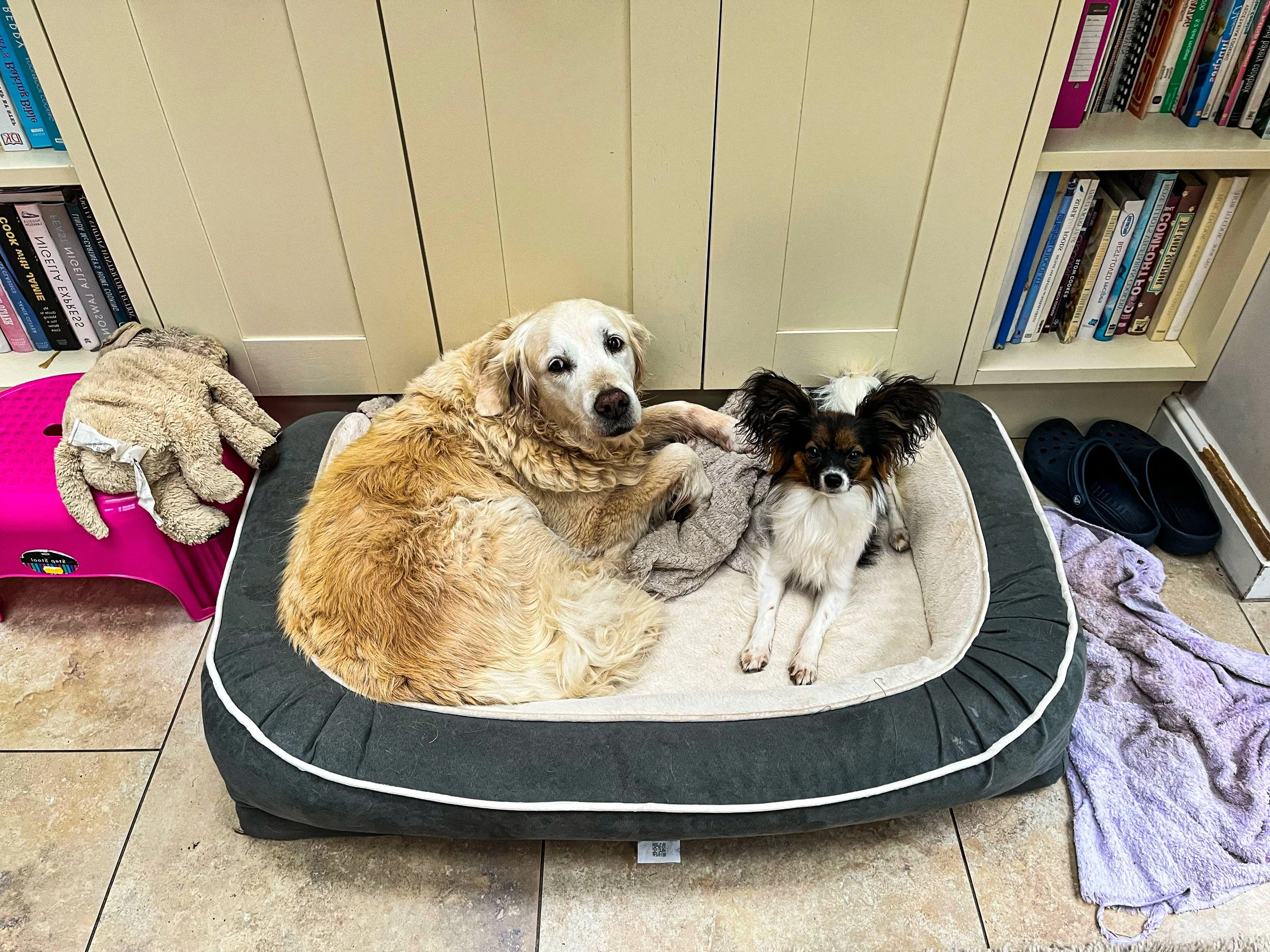 Pet Groomers | Dog Grooming Calne, Wiltshire - The Pet's Butler