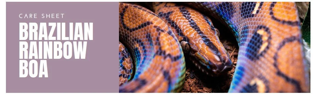 Brazilian Rainbow Boa Care Sheet — Swiftail Exotic Telemedicine ...