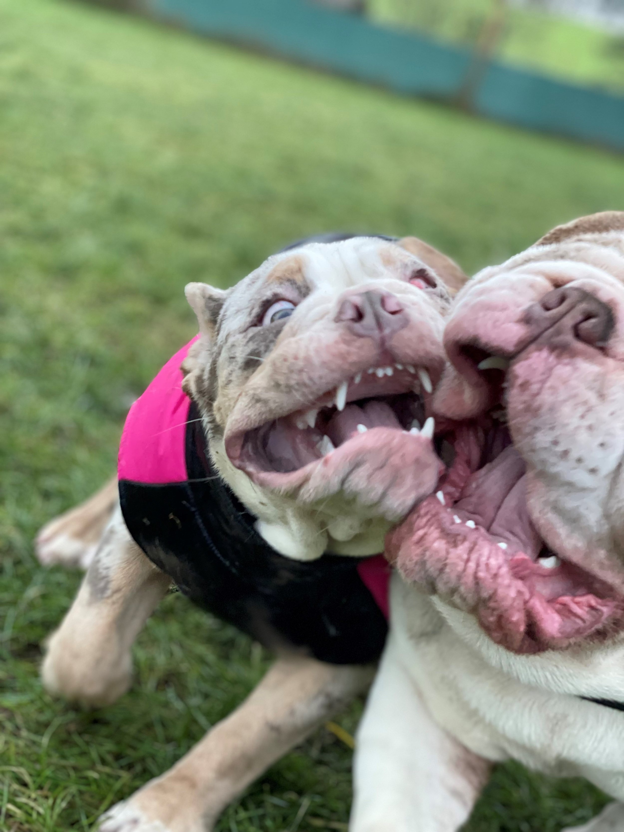 The Scurry Secure Dog Exercise Fields