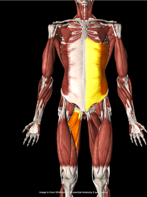 The Anterior Oblique Sling — Dr. Annie Linville