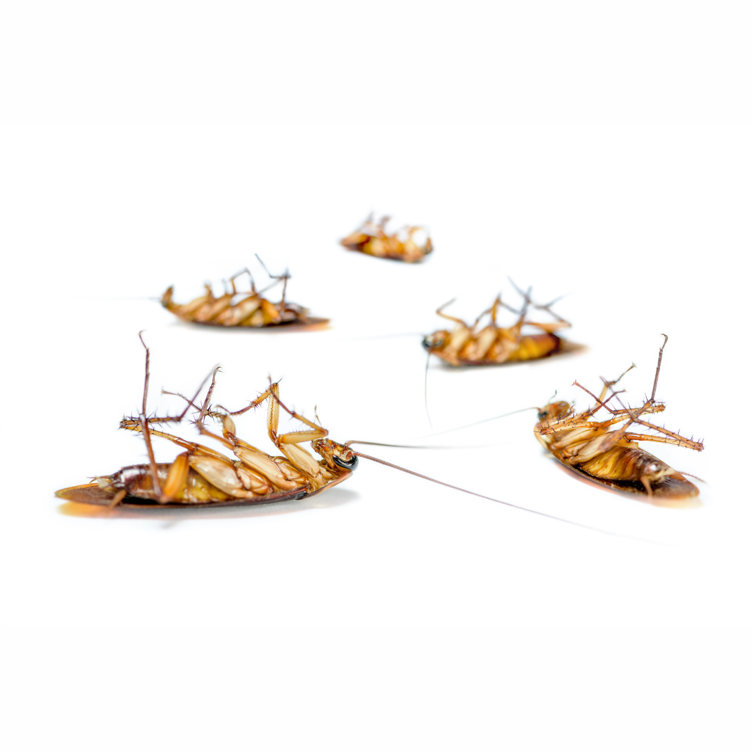 Savior Pest Solutions