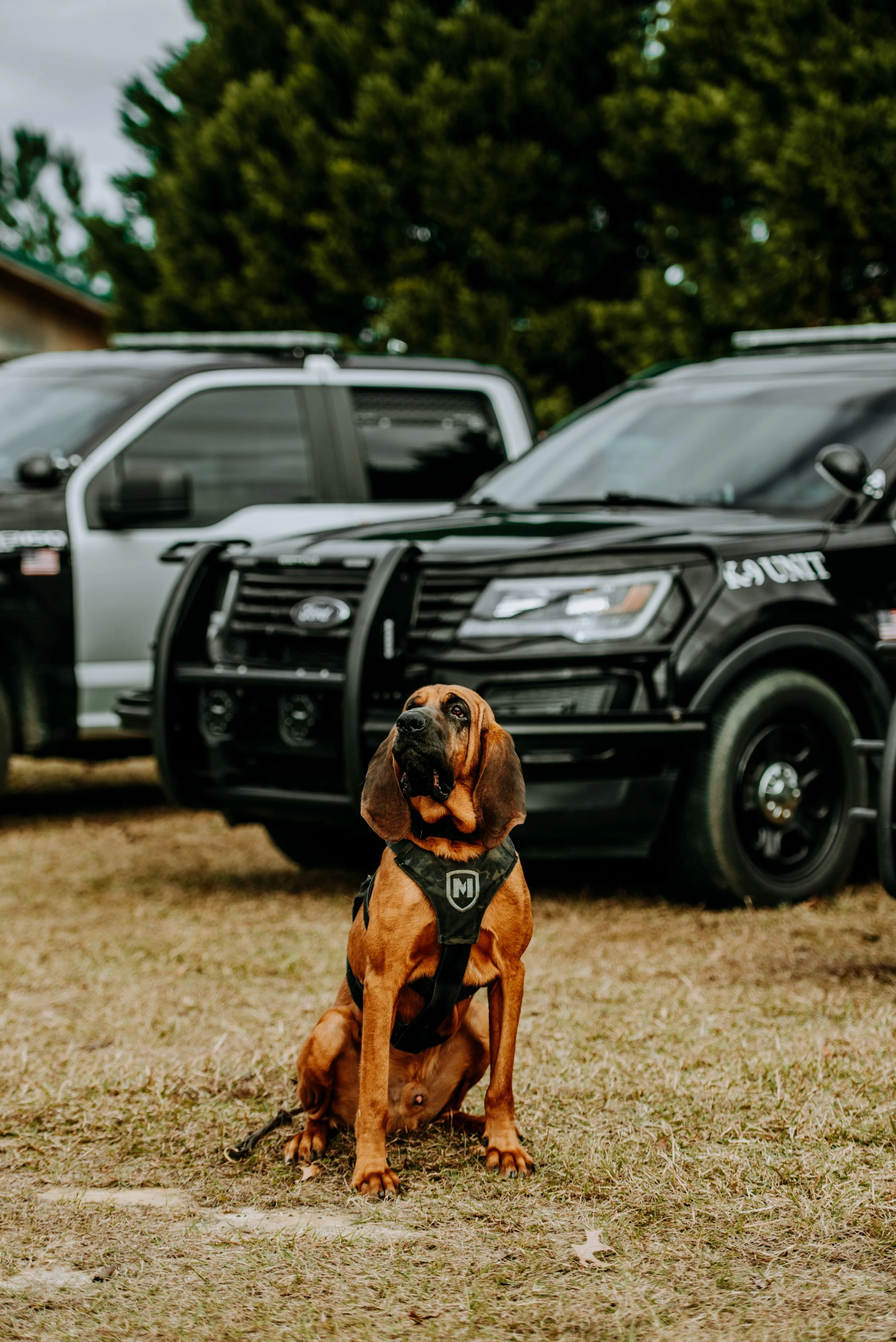 Educate — Georgia Police K9 Foundation