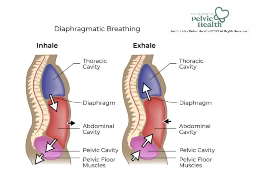 Diaphragmatic Breathing — Pelvic Health Support | Pelvic Health Expert ...