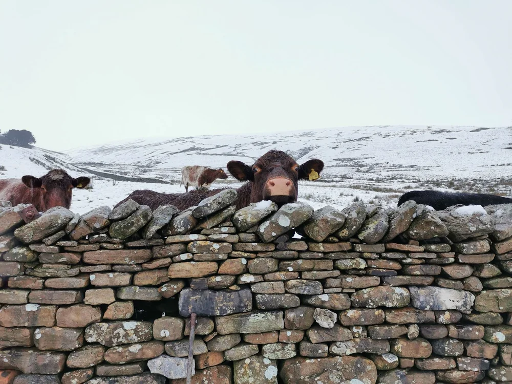 General 1 — KINGSDALE HEAD