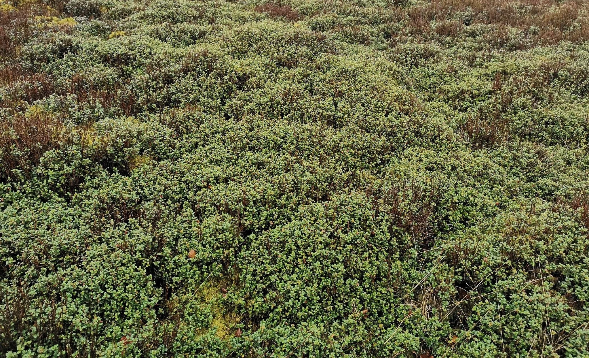 General 1 — KINGSDALE HEAD