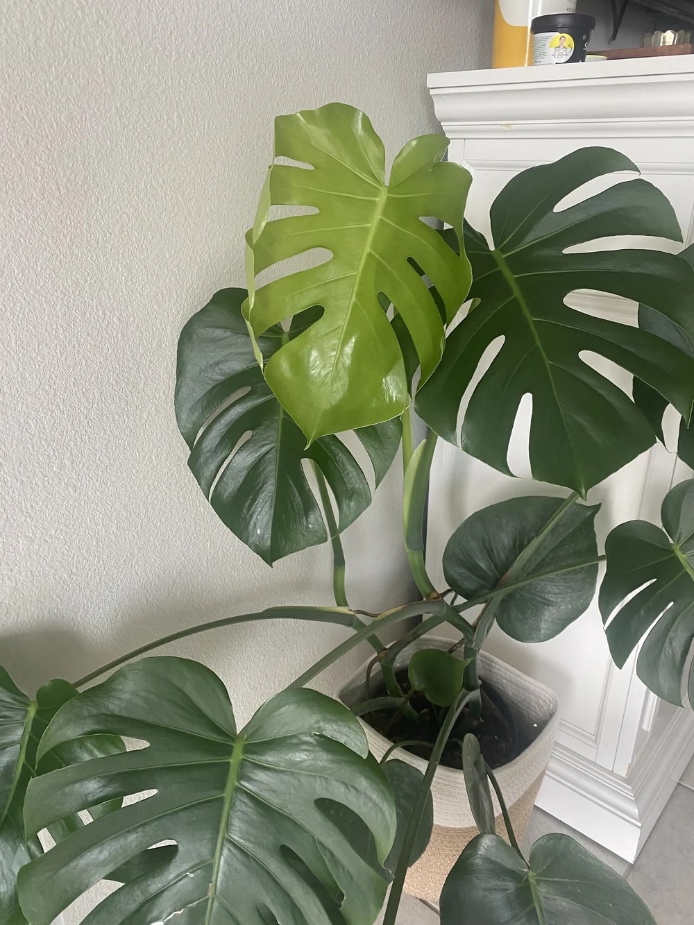 Monstera Care — Casa de Casey