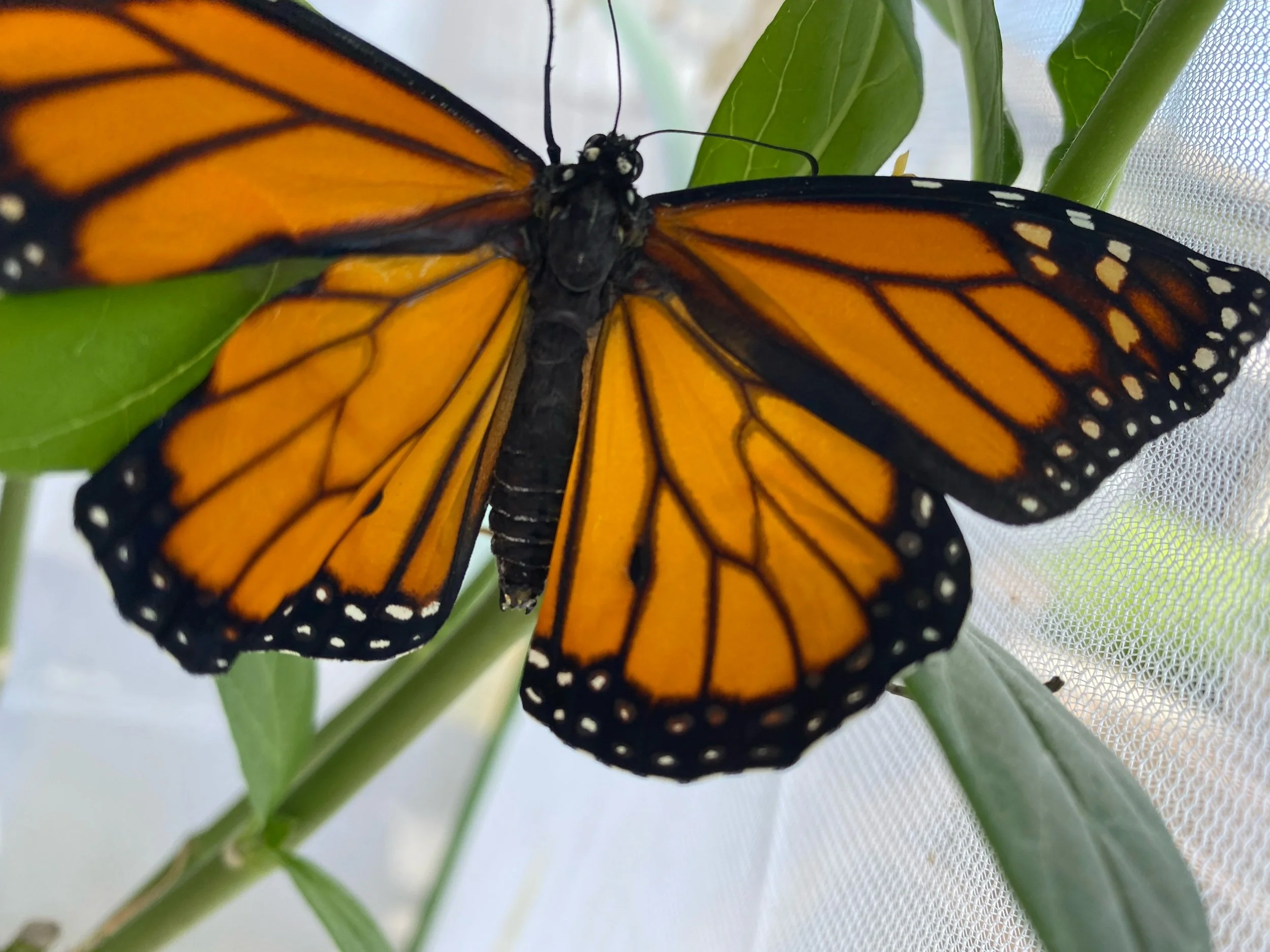 Raising Monarch Butterflies — Casa de Casey