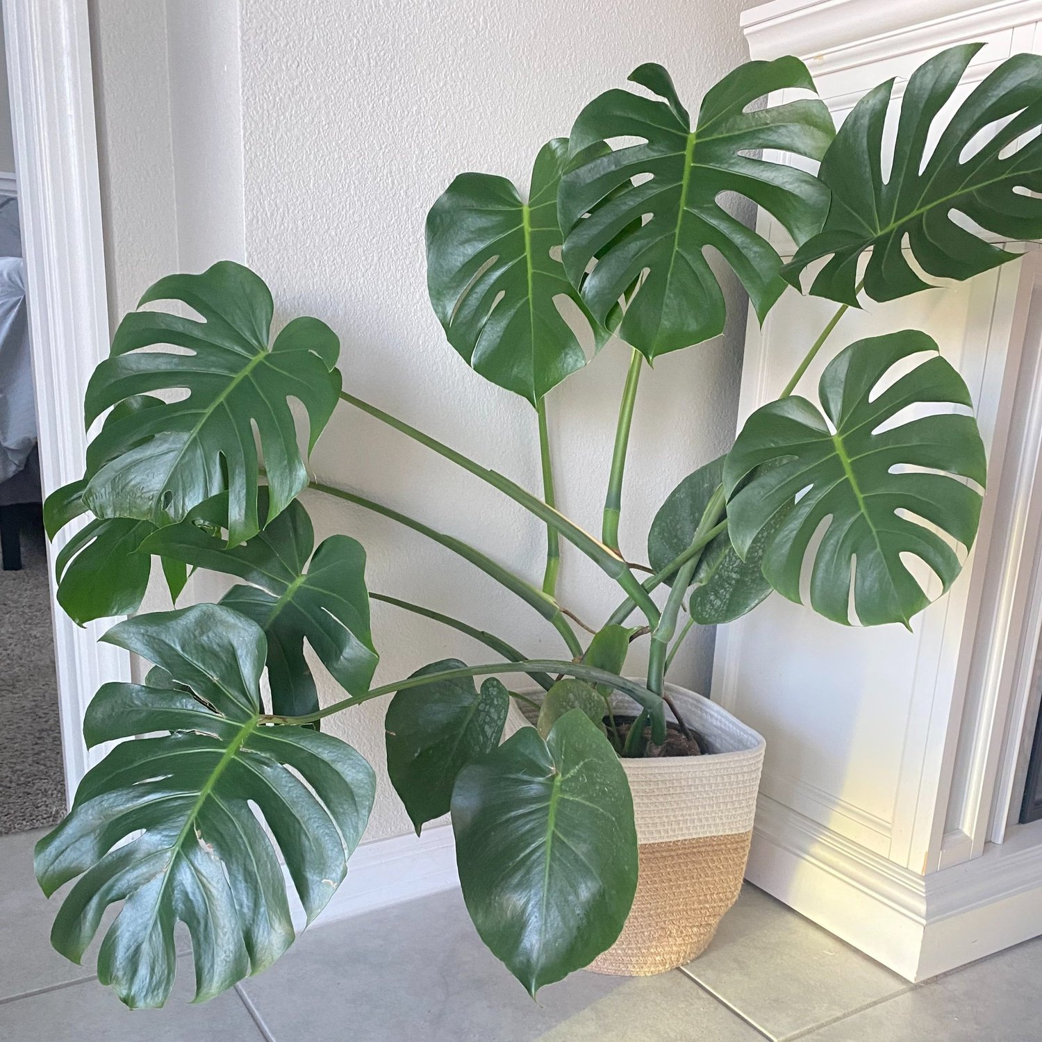 Monstera Care — Casa de Casey