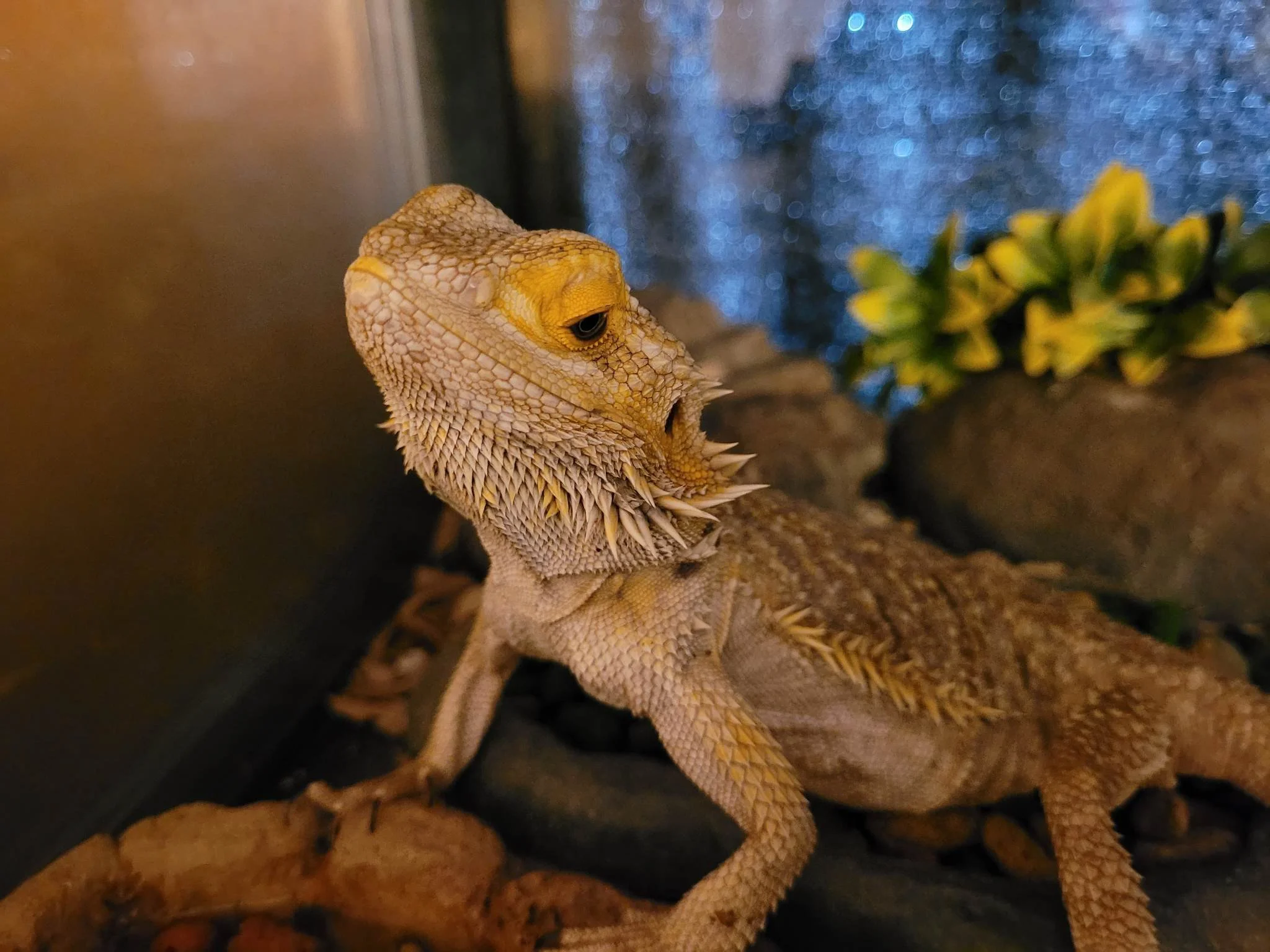 Adoptable Animals — Ruby's Reptile Rodeo