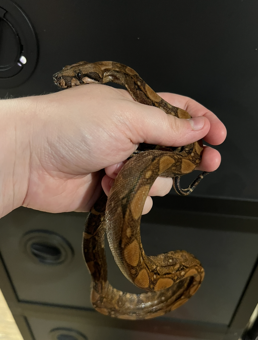 ️New England Branch — Ruby's Reptile Rodeo