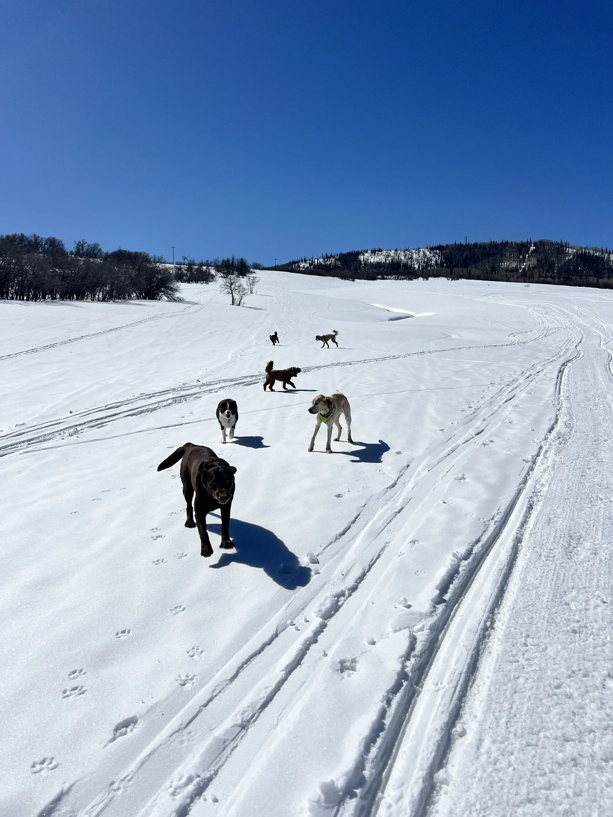 Powder Paws Premium Pet Care Services - Steamboat Springs, CO