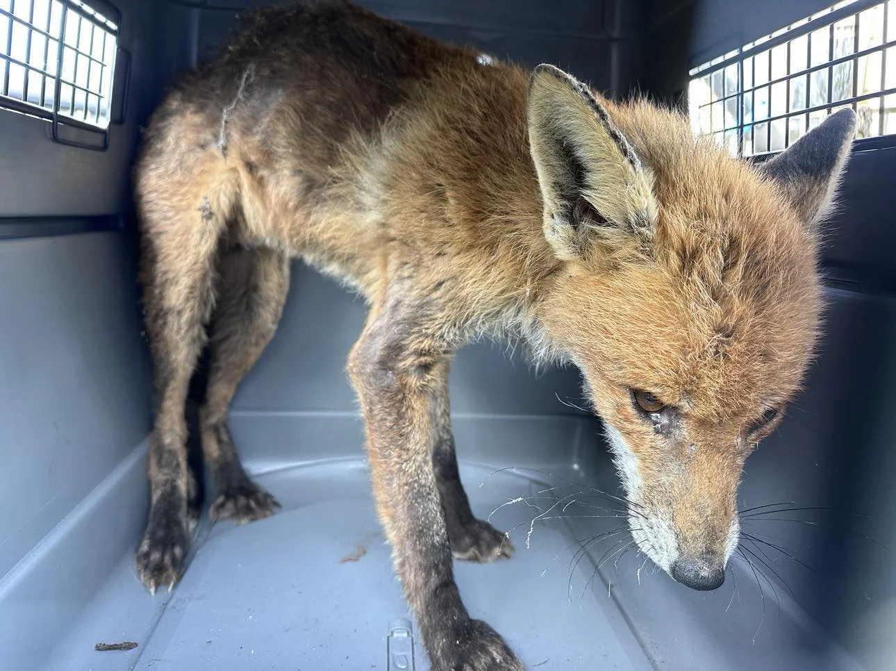 Fox With Mange — Cleethorpes Wildlife Rescue