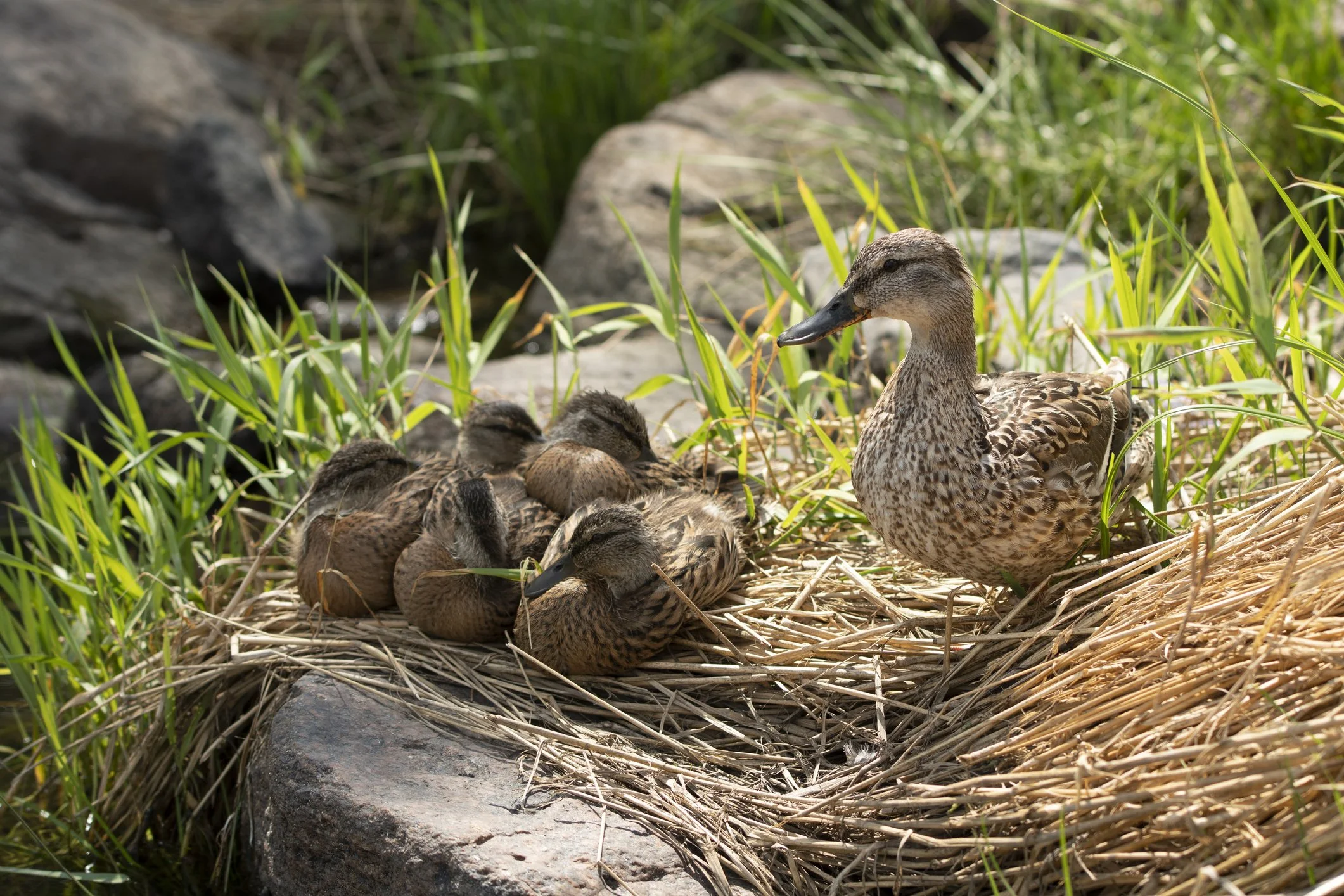 MallardDucks — Cleethorpes Wildlife Rescue