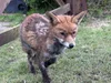Fox With Mange — Cleethorpes Wildlife Rescue