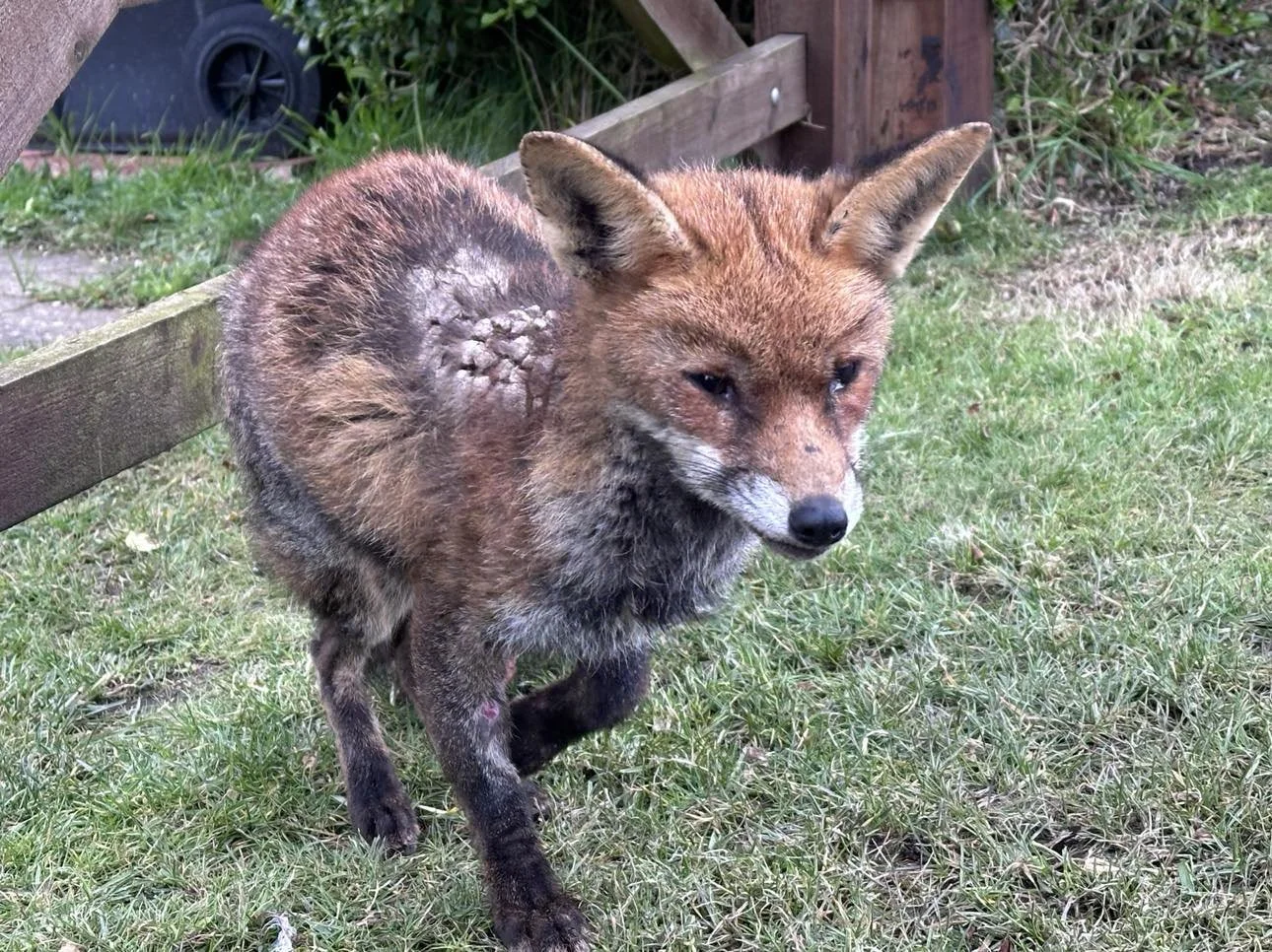 Fox With Mange — Cleethorpes Wildlife Rescue