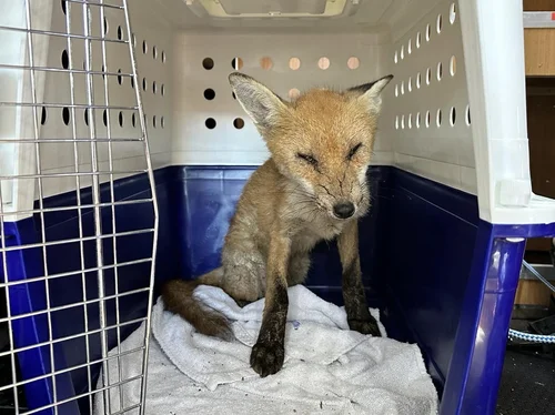 Fox With Mange — Cleethorpes Wildlife Rescue