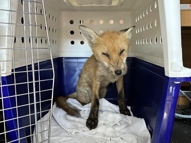 Fox With Mange — Cleethorpes Wildlife Rescue