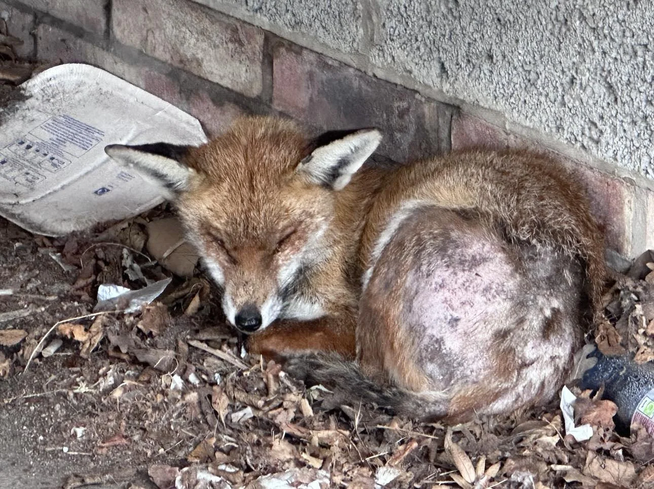 Fox With Mange — Cleethorpes Wildlife Rescue
