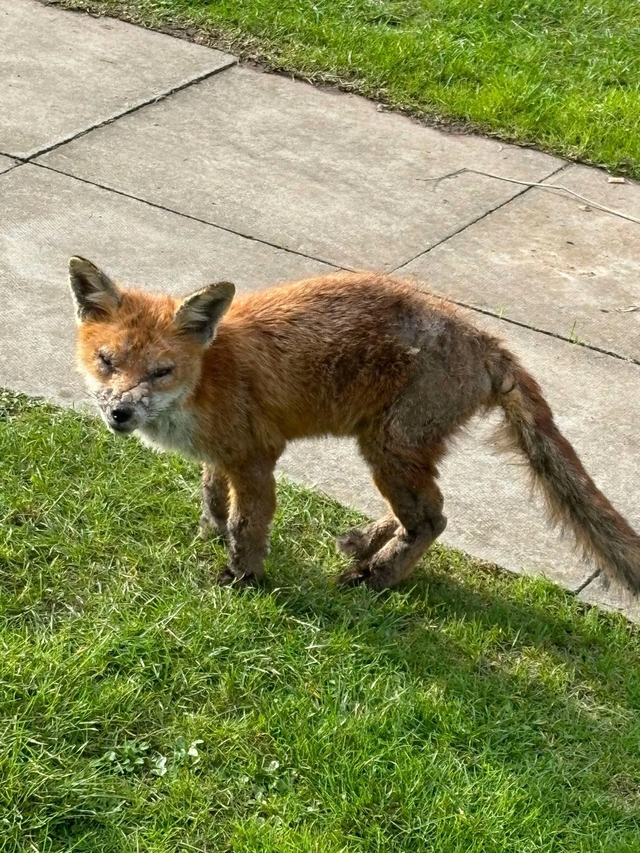 Fox With Mange — Cleethorpes Wildlife Rescue