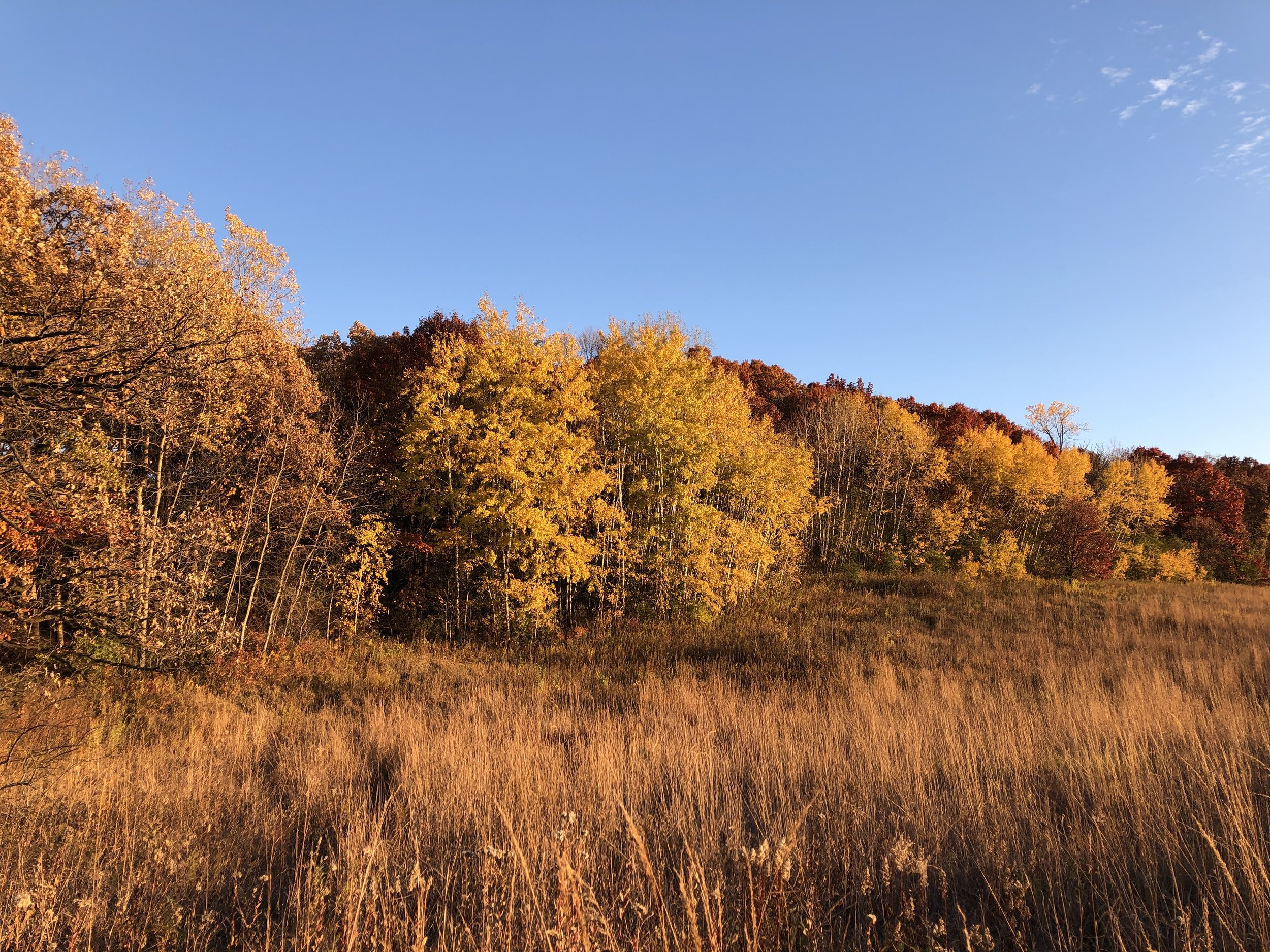 Bloomington Neighbors Nurturing Nature