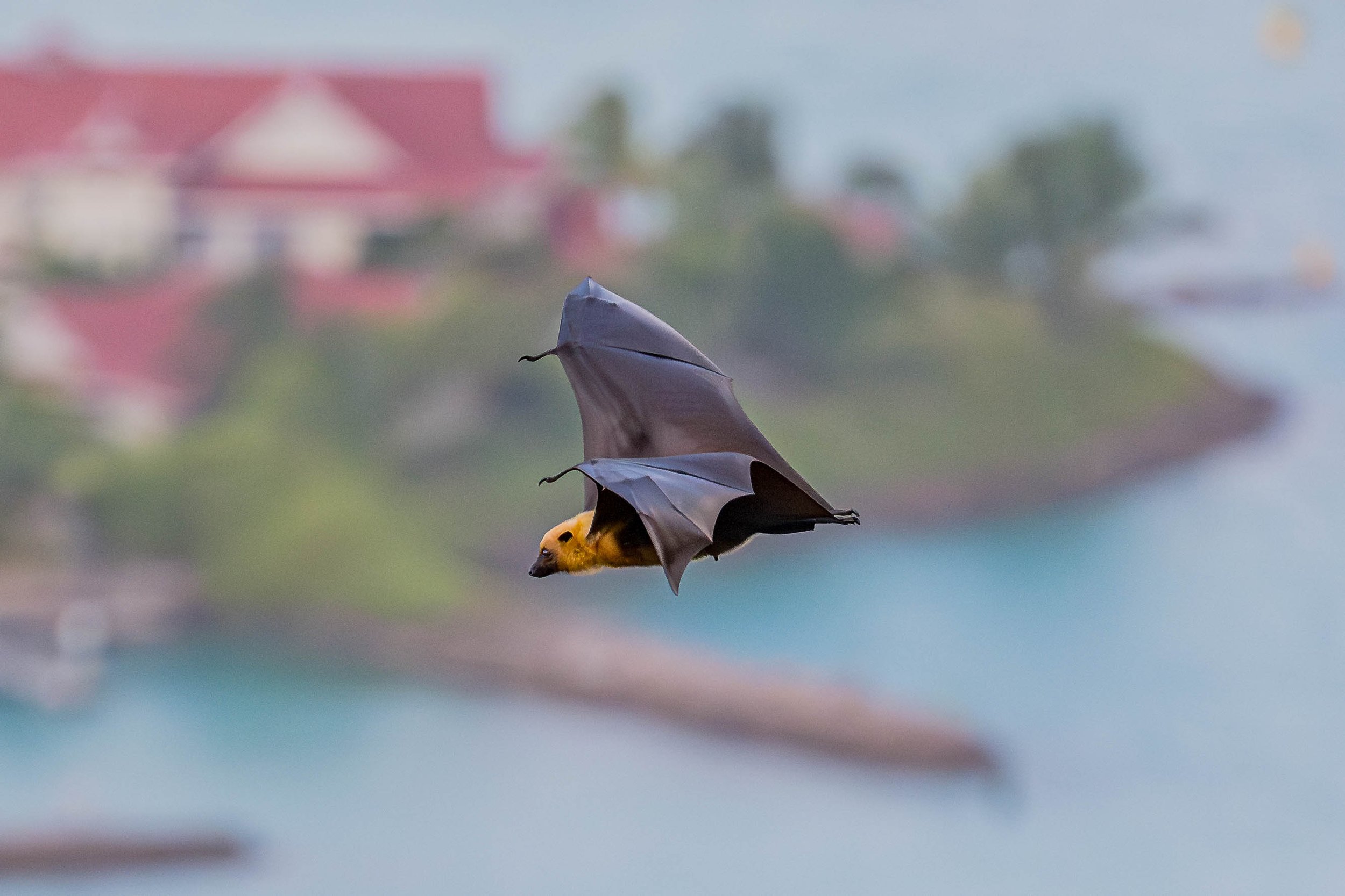 Bats & Pangolins — Accidental Conservationist
