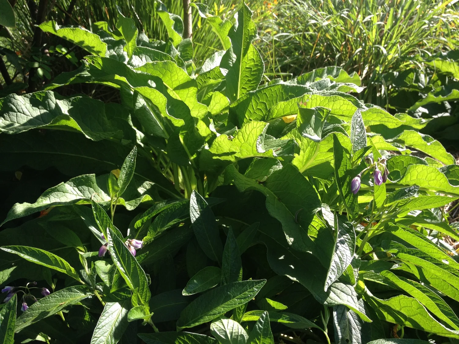 Food Forest Gardening - Landscape Architect, Designer & Landscaper ...