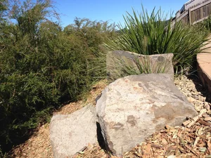 Sean & Gail's Native Garden - Burnside, QLD