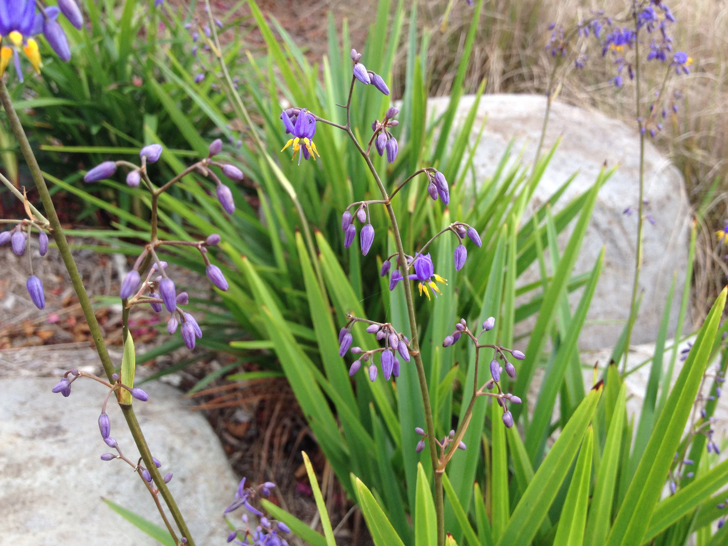 Sean & Gail's Native Garden - Burnside, QLD