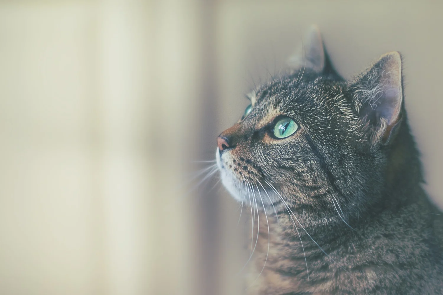 Resources for pet owners in need — Rhode Island Pet Network