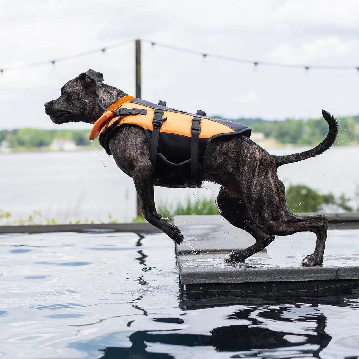 A Very Good Boy: Honoring Our Pets — Rhode Island Pet Network