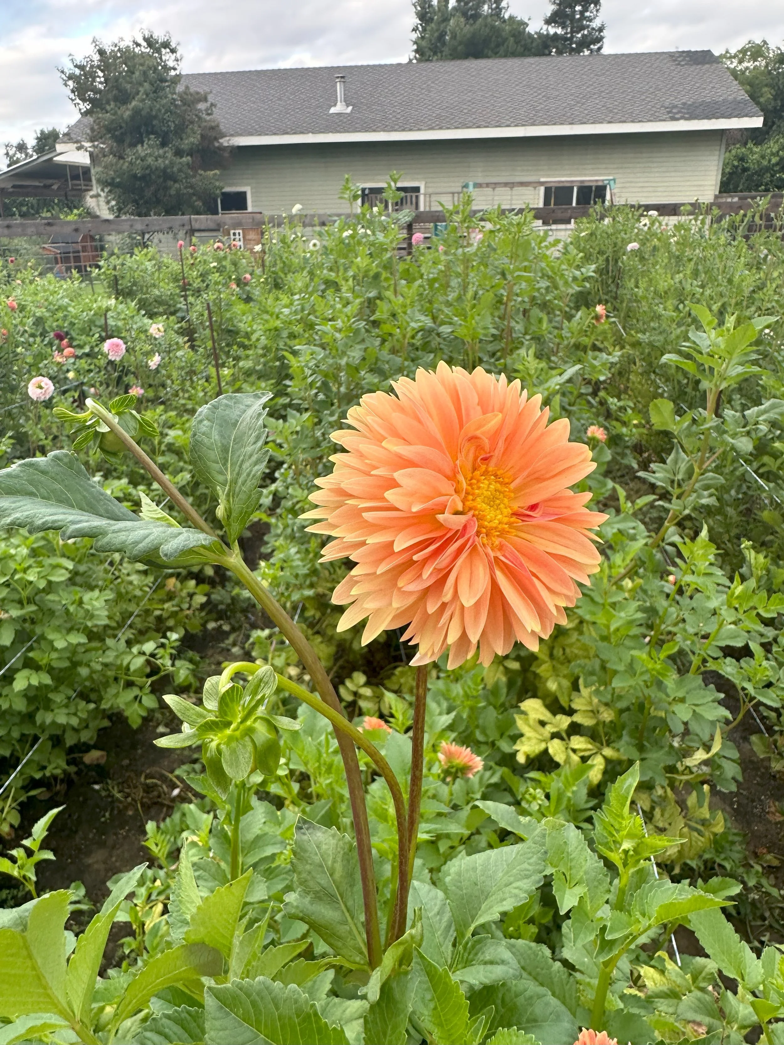 Dahlia Tubers — Bloemen