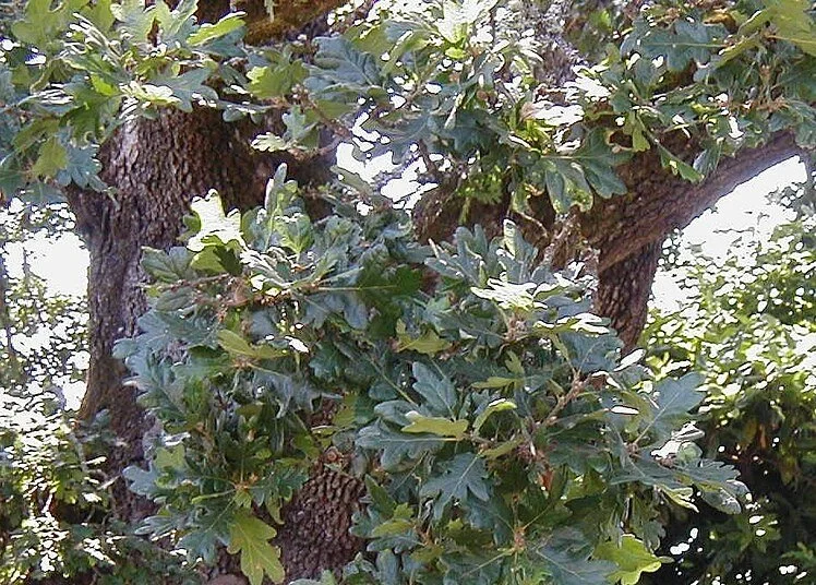 Oregon white oak - Quercus garryana — Nature's Haven