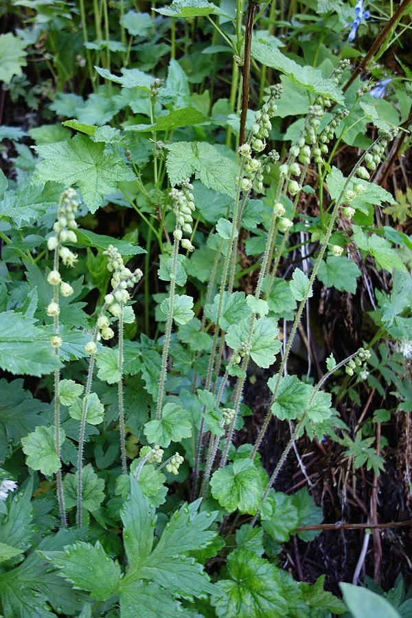 Fringecup - Tellima grandiflora — Nature's Haven