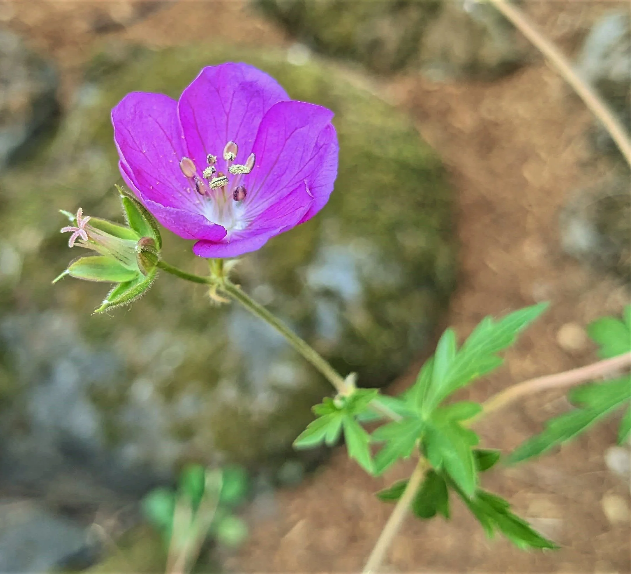 Western geranium (OR cranesbill) - Geranium oreganum — Nature's Haven