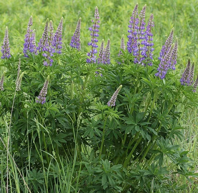 Lupine, large-leaf - Lupinus polyphyllus — Nature's Haven